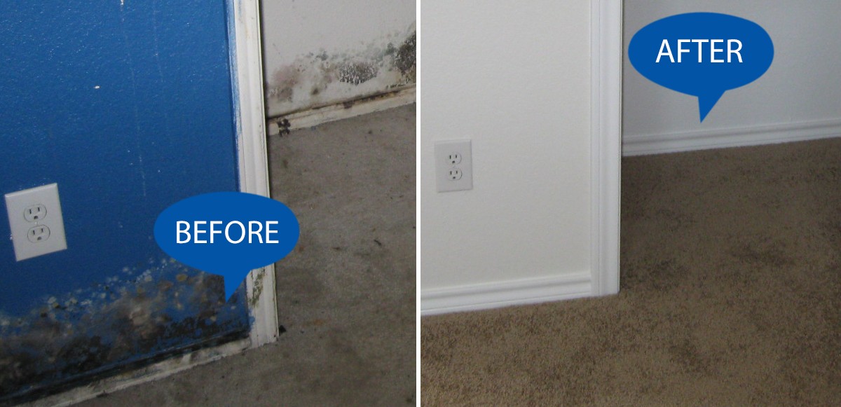 Mold Removal - ACE Environmental