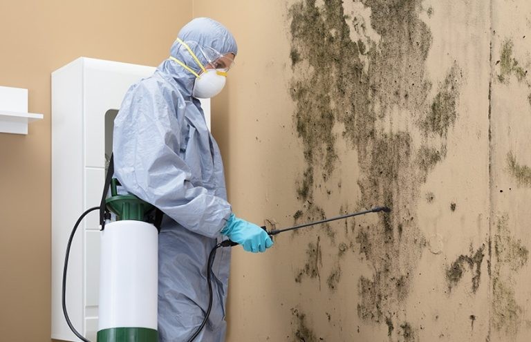 Mold Removal - ACE Environmental