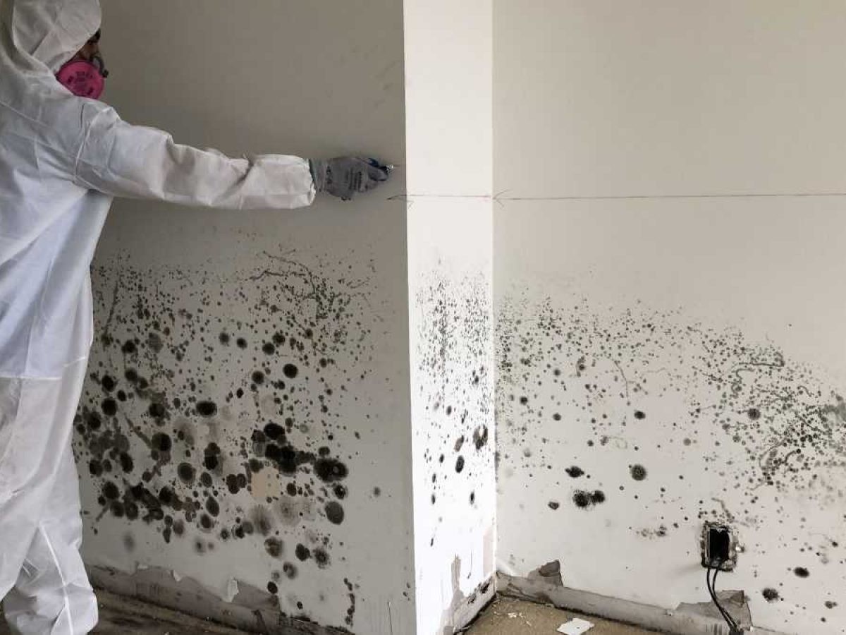 Mold Removal - ACE Environmental